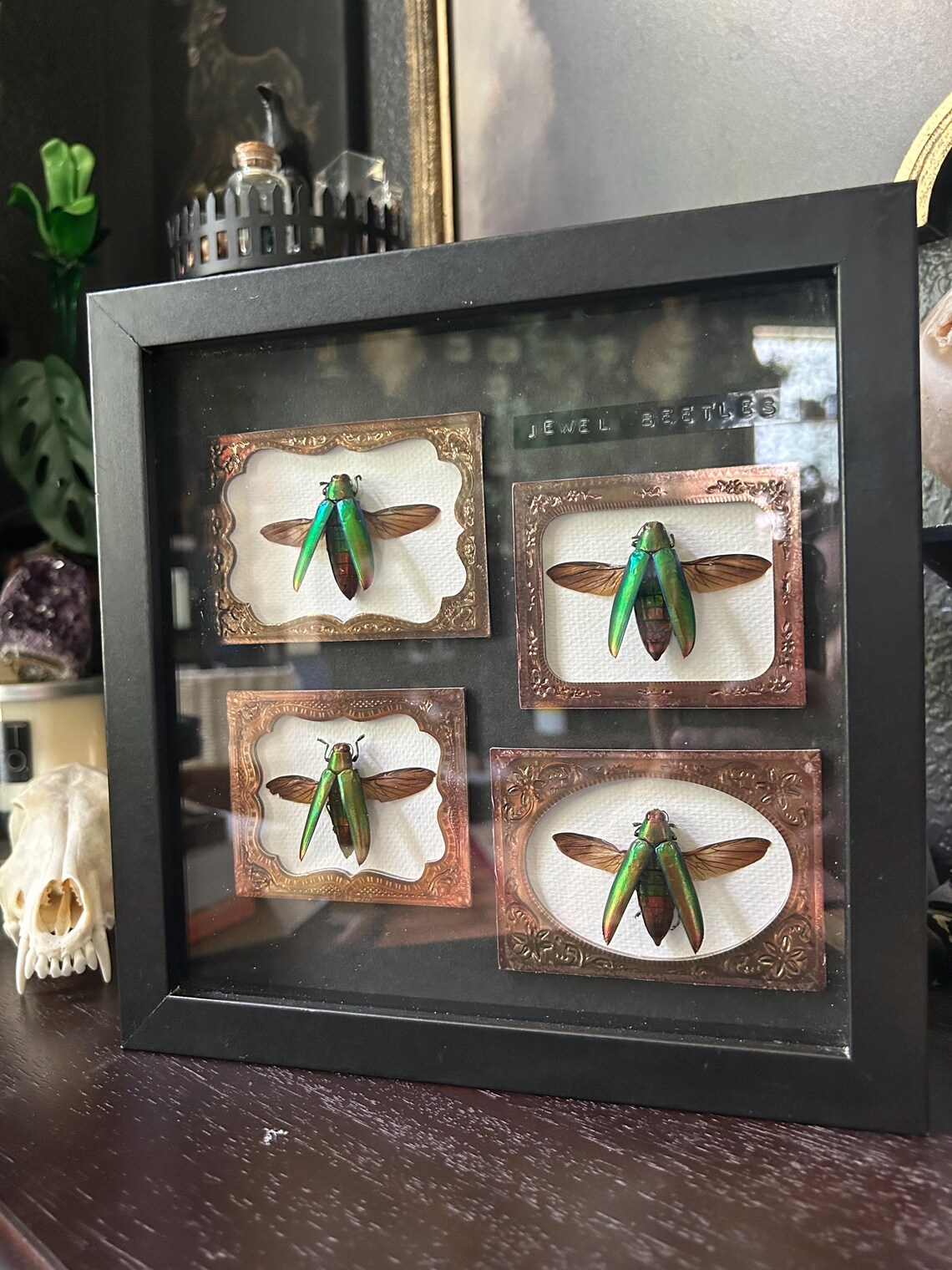 4 Jewel Beetles Frame, Entomology, Bugs, Gift - Etsy