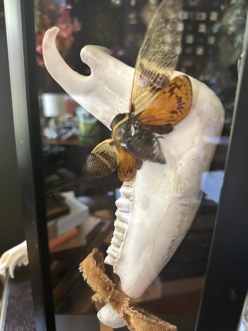 Cicada + Deer Jawbone + Bow Entomology Art Frame - Etsy