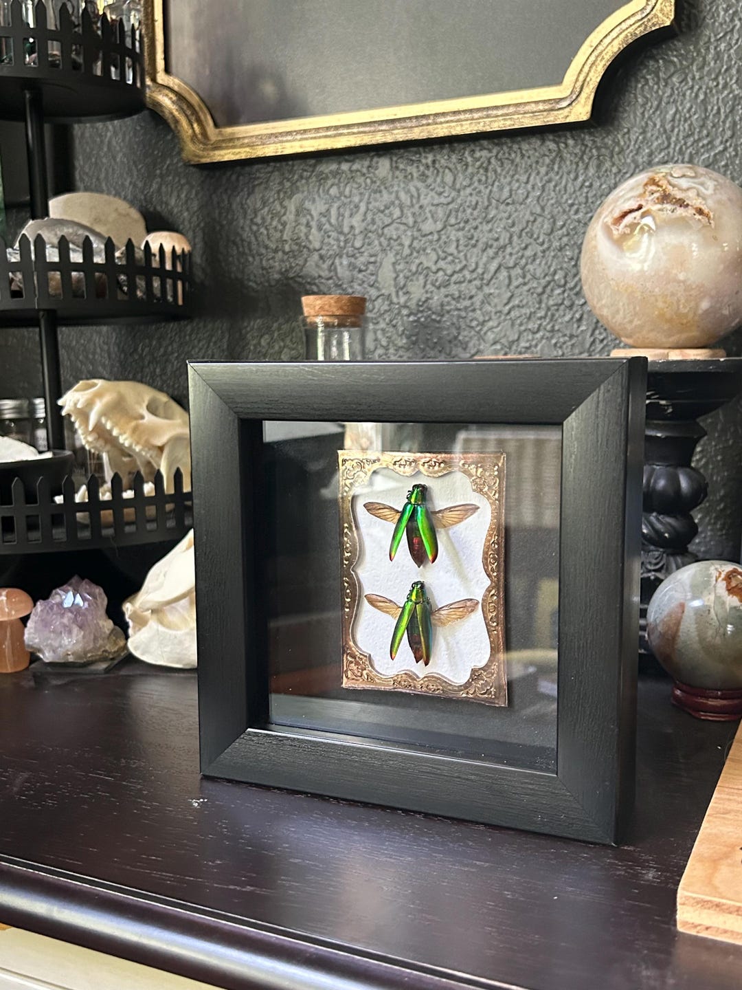 2 Jewel Beetles Frame, Entomology, Bugs, Gift - Etsy