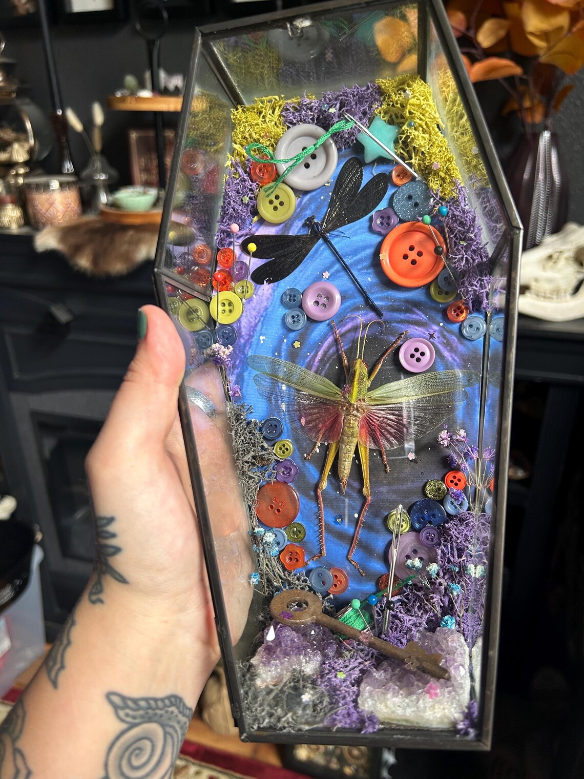 Coraline Themed Coffin Terrarium + Pink Grasshopper + Dragonfly - Etsy
