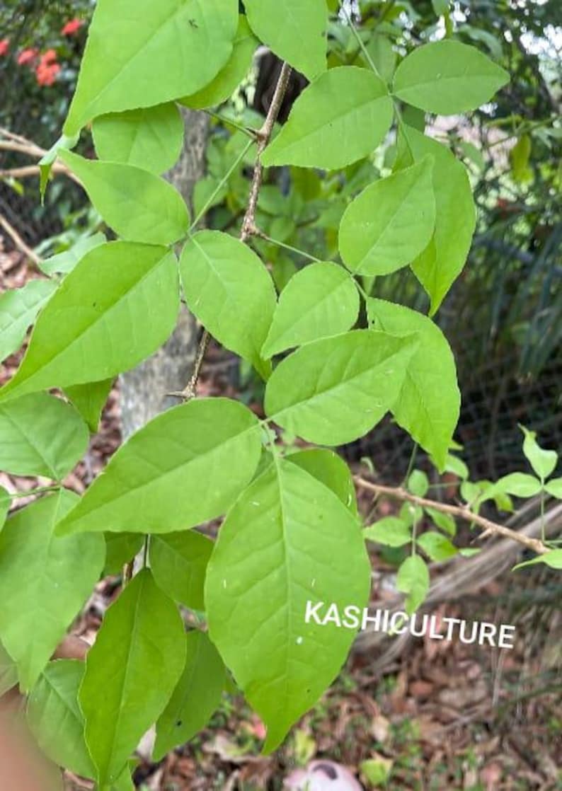 Bael Fruit Tree Cuttings Organic Indian Bel Patra Fruit 3 Pcs Cuttings ...