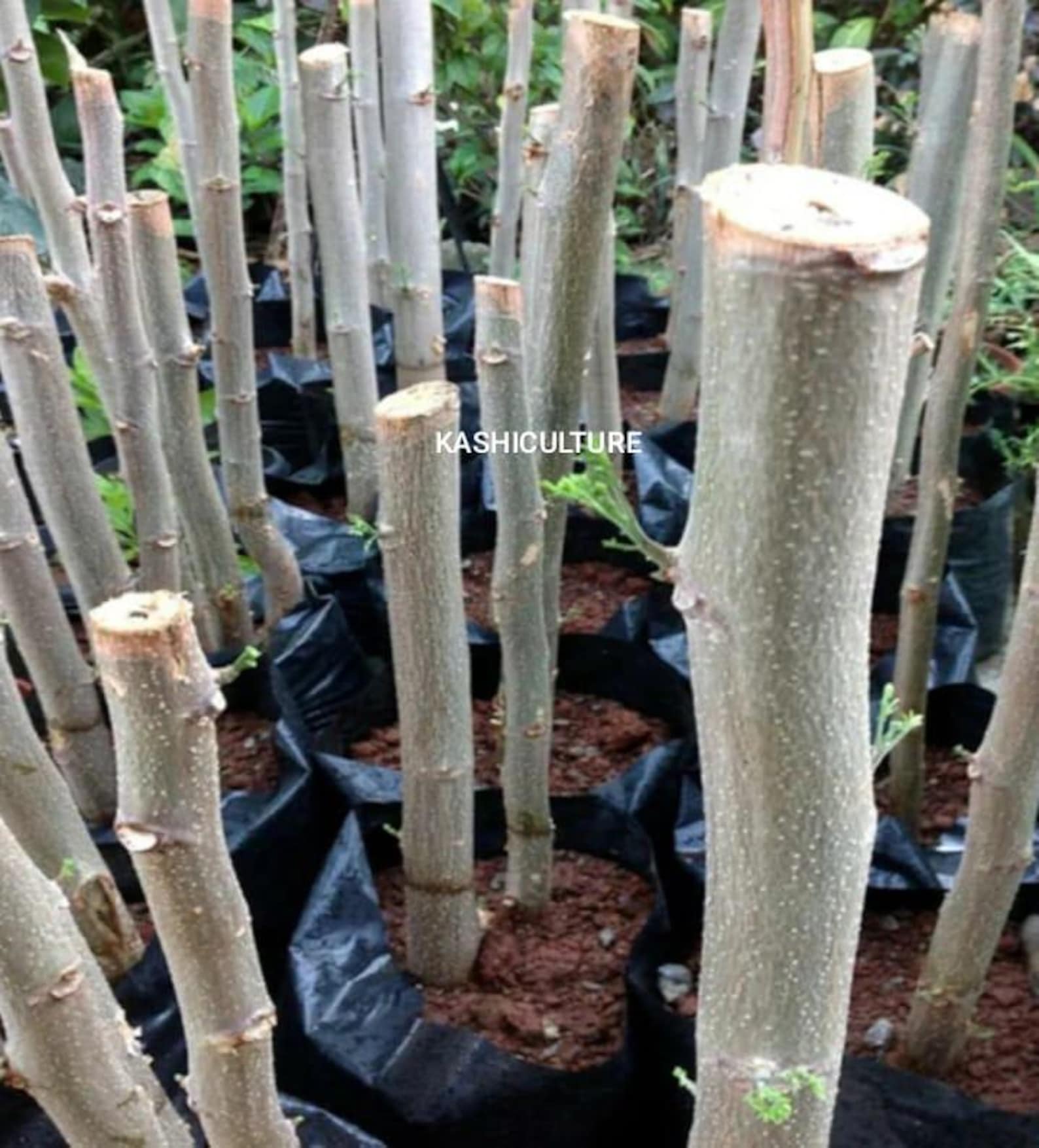 Indian Moringa Plant Moringa Gum Gond Cuttings Shejan Drumstick Moringa ...