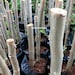 Indian Moringa Plant Moringa Gum Gond Cuttings Shejan Drumstick Moringa ...
