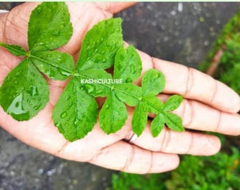 Organic Akhand Bilva Tree Aegle Marmelos Sacred Akhanda Bilvam Unrooted ...