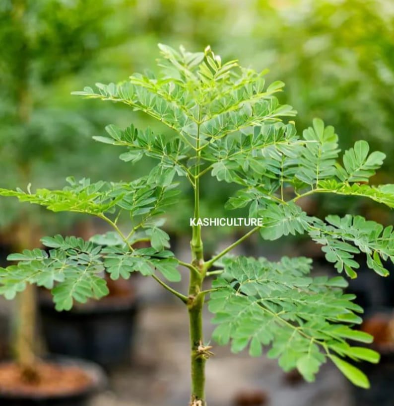 Indian Moringa Plant Moringa Gum Gond Cuttings Shejan Drumstick Moringa ...