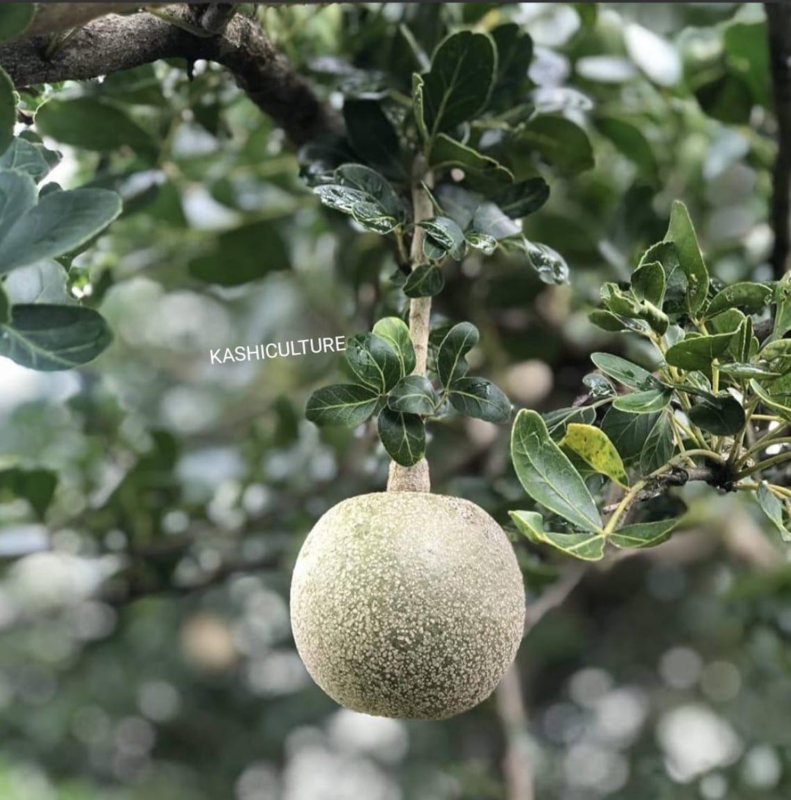 Organic Akhand Bilva Tree Aegle Marmelos Sacred Akhanda Bilvam Unrooted ...