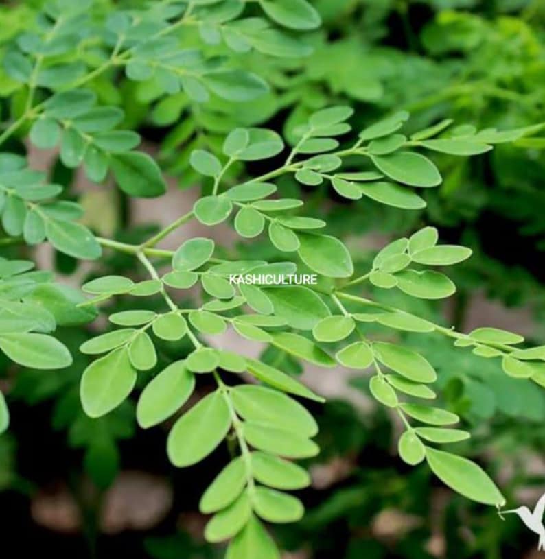 Indian Moringa Plant Moringa Gum Gond Cuttings Shejan Drumstick Moringa ...