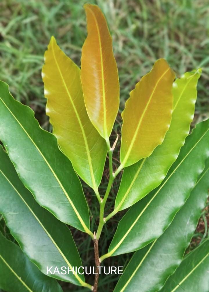 Mast Tree Polyalthia Longifolia Ashoka Plant Hybrid Ashok Tree for Home ...