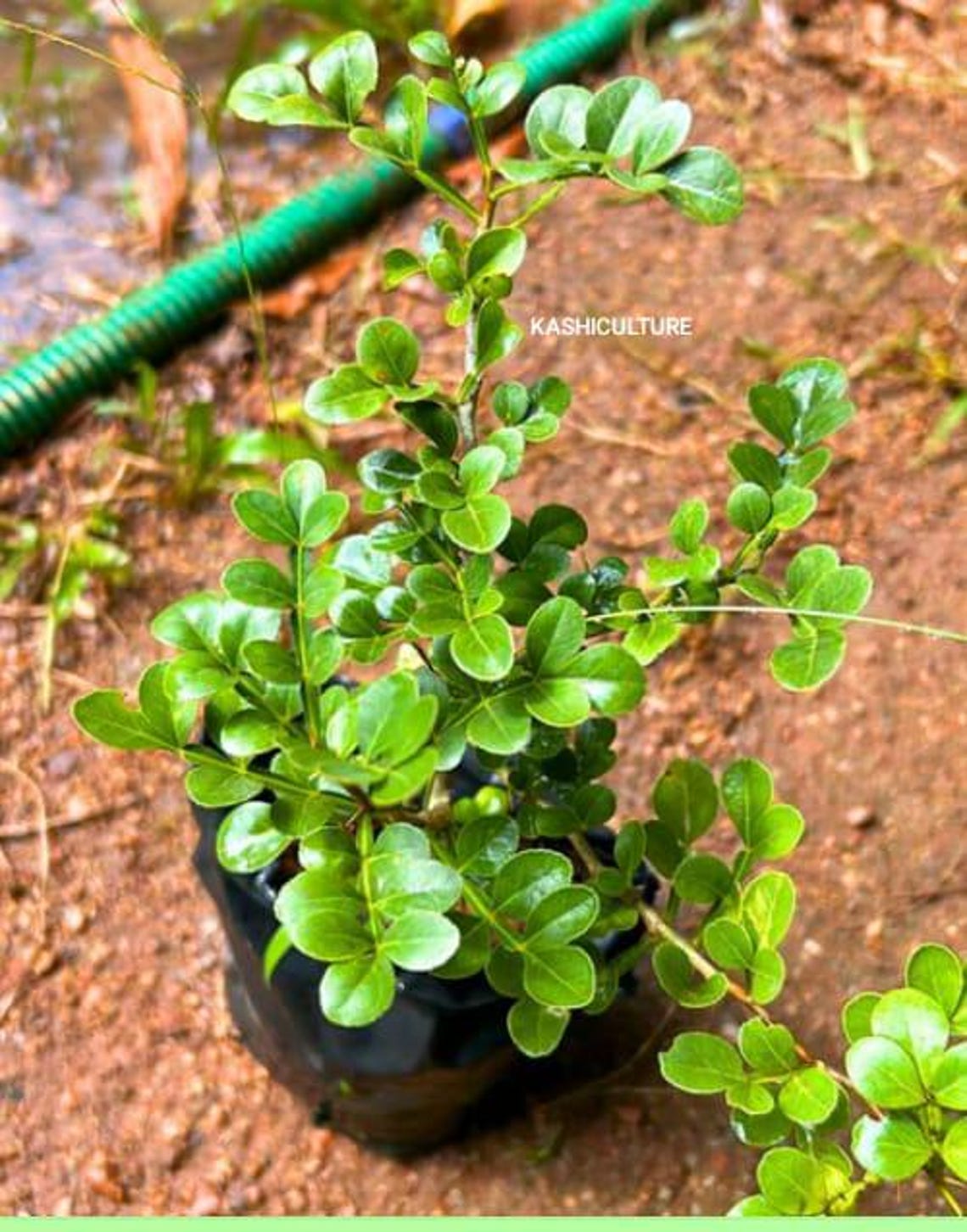 Organic Akhand Bilva Tree Aegle Marmelos Sacred Akhanda Bilvam Unrooted ...