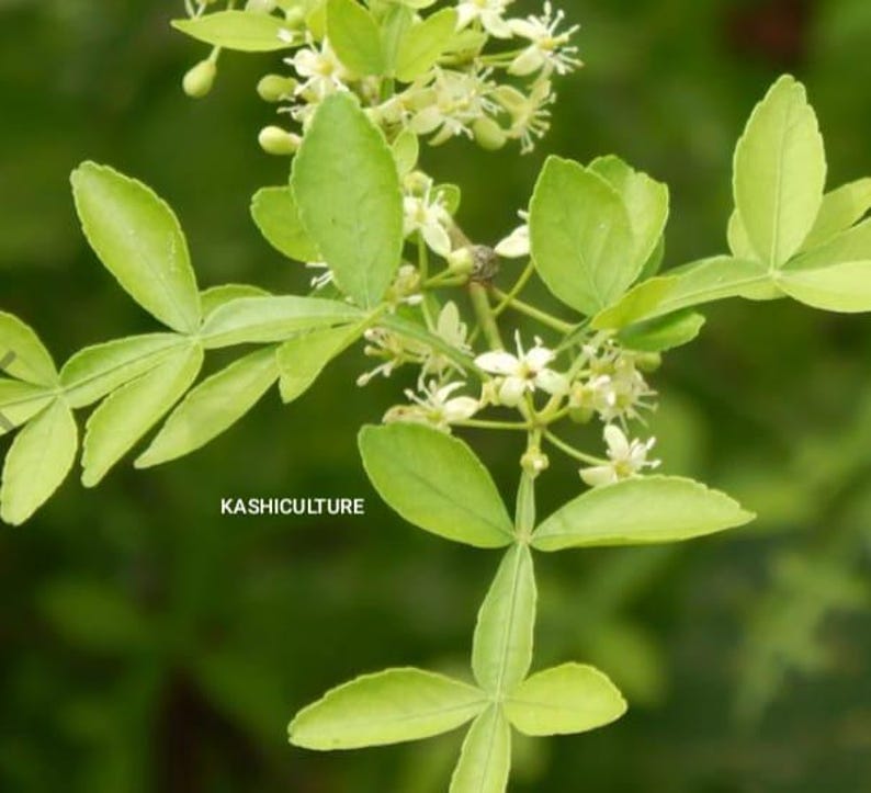 Organic Akhand Bilva Tree Aegle Marmelos Sacred Akhanda Bilvam Unrooted ...
