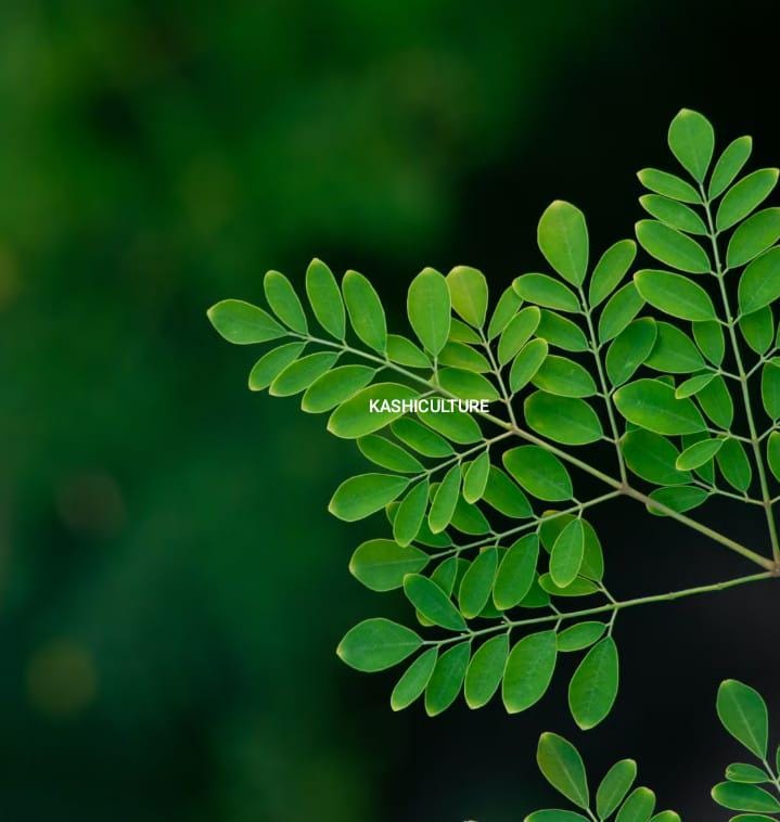 Indian Moringa Plant Moringa Gum Gond Cuttings Shejan Drumstick Moringa ...