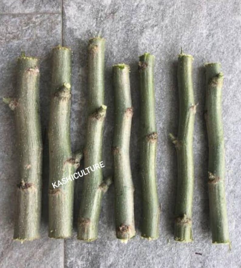 Indian Moringa Plant Moringa Gum Gond Cuttings Shejan Drumstick Moringa ...
