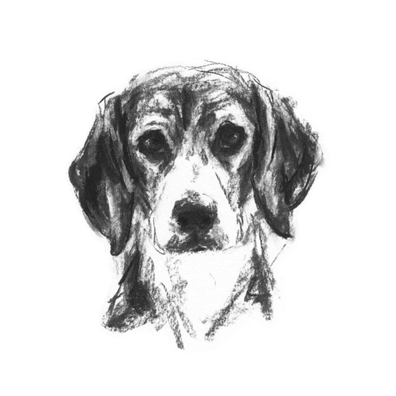 Dog Drawing Print, Beagle Portrait Dog Sketch - Fine Art Dog Print ...