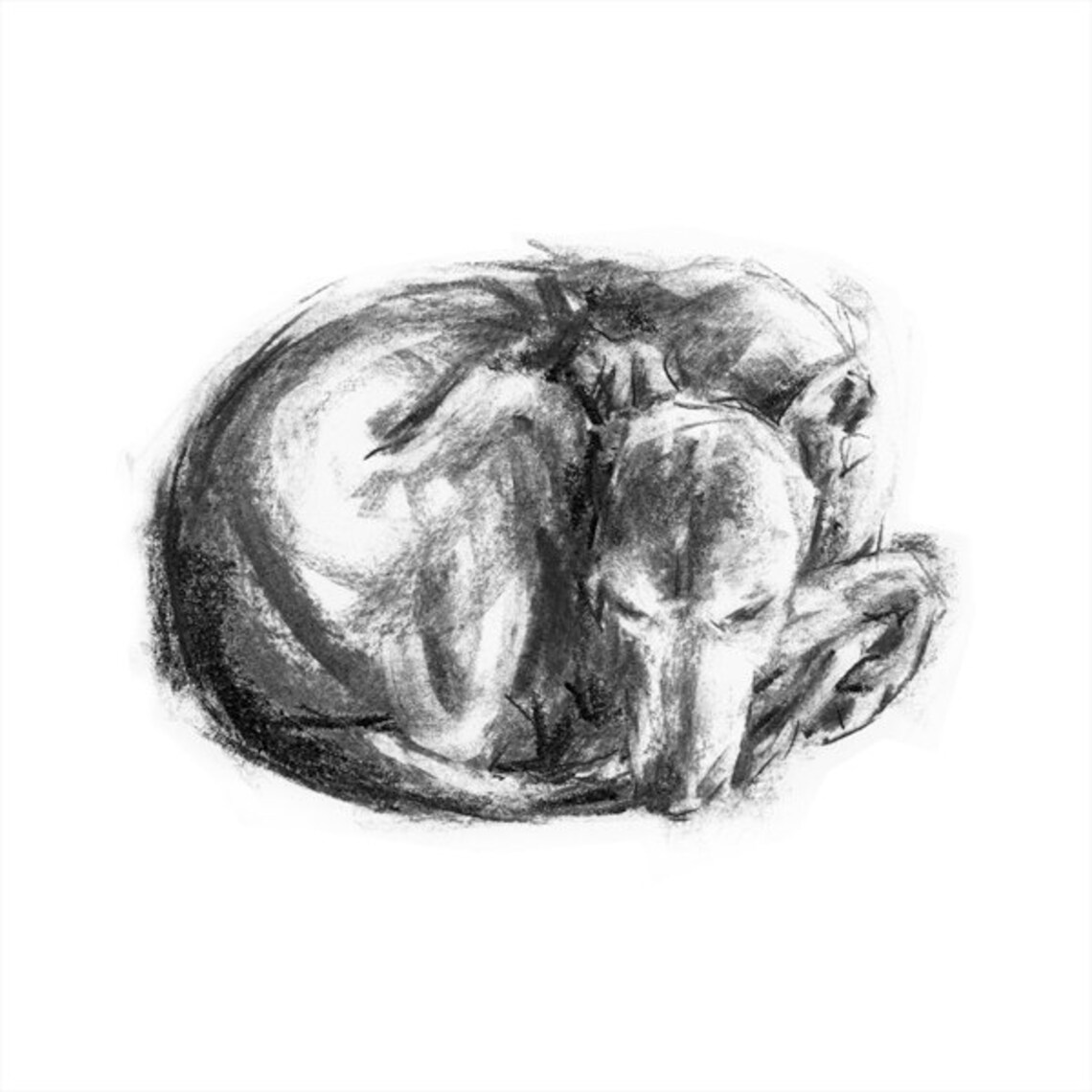 Dog Drawing Print Whippet Curled up Fine Art Dog Print | Etsy UK