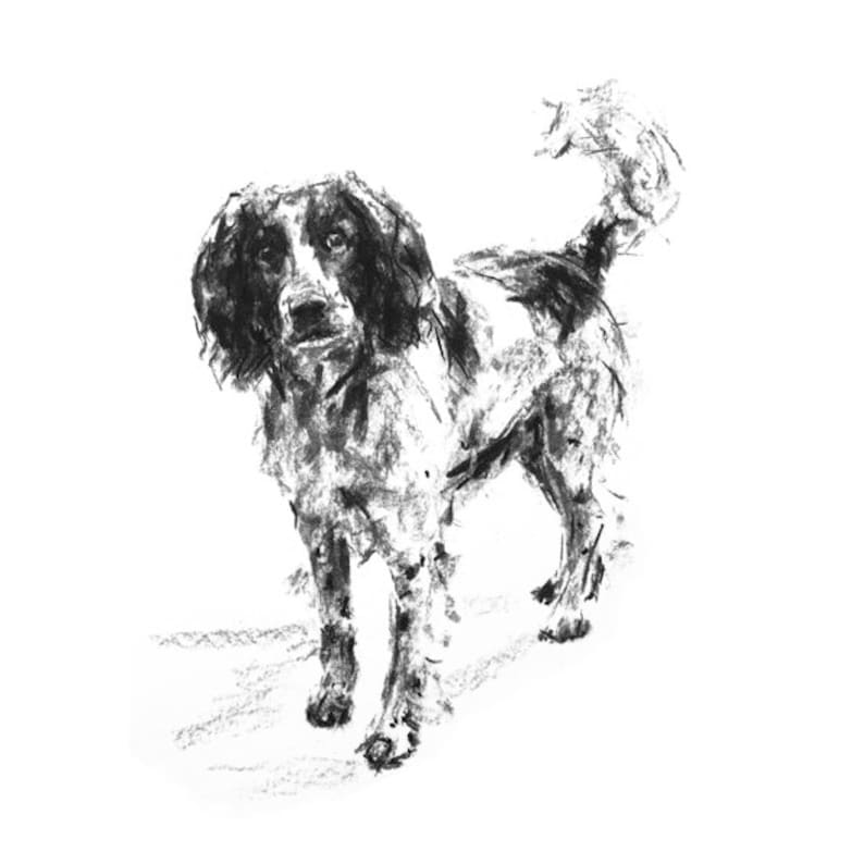 Springer Spaniel Print eager Springer Spaniel - Etsy UK