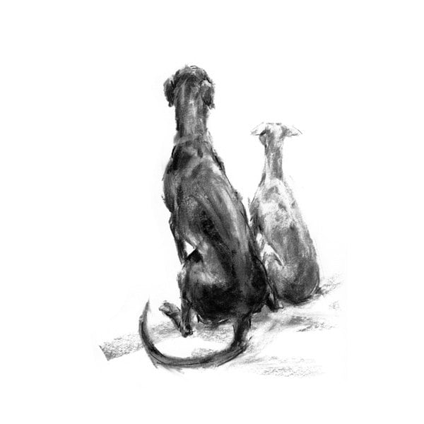 Dog Drawing Print Patience Two Lurchers Fine Art Dog - Etsy