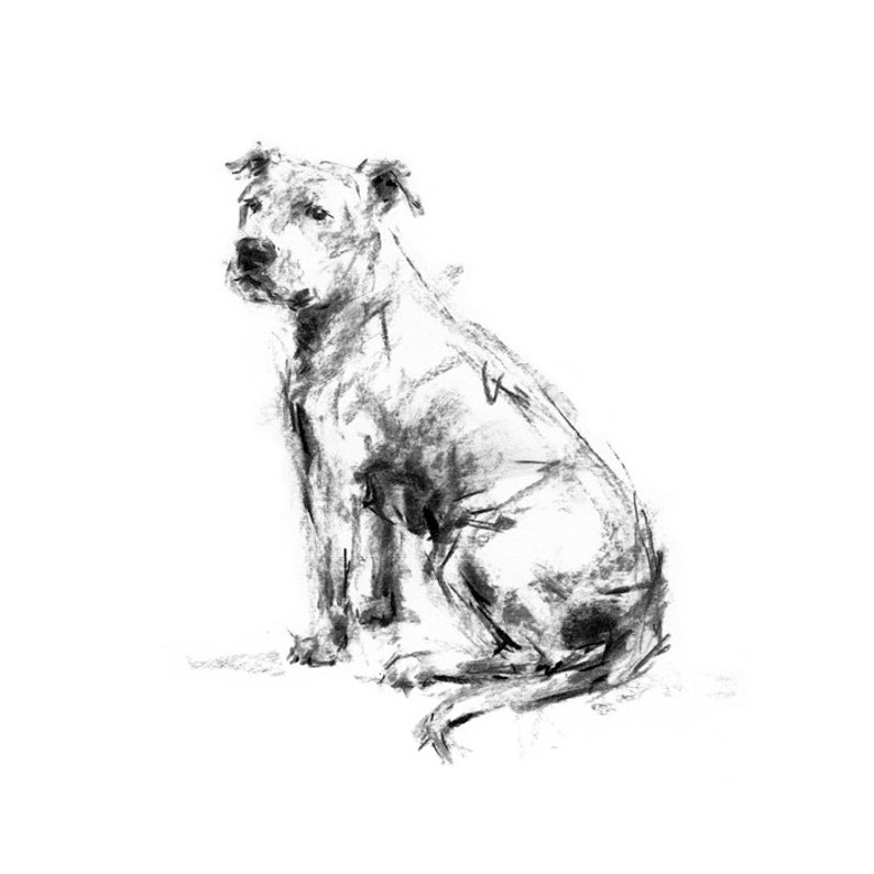 Dog Drawing Print Staffordshire Bull Terrier Staffie Dog - Etsy