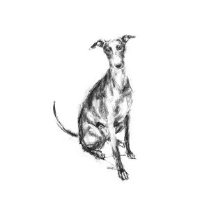 Dog Drawing Print, Watchful Whippet Art Print - Fine Art Dog Print ...