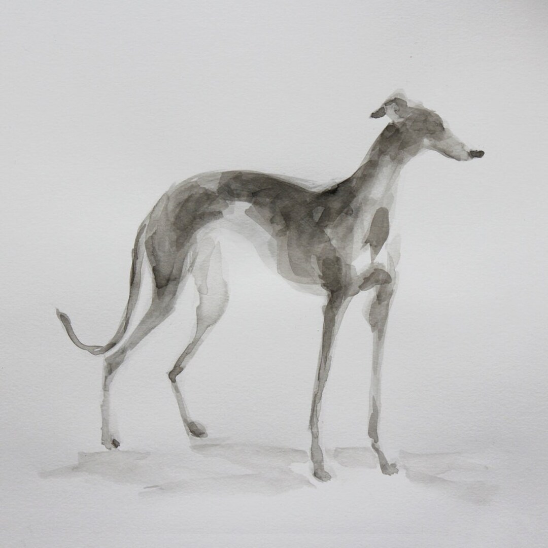 Light Greyhound Ink Drawing, Original Art, Sighthound Fine Art - Art ...