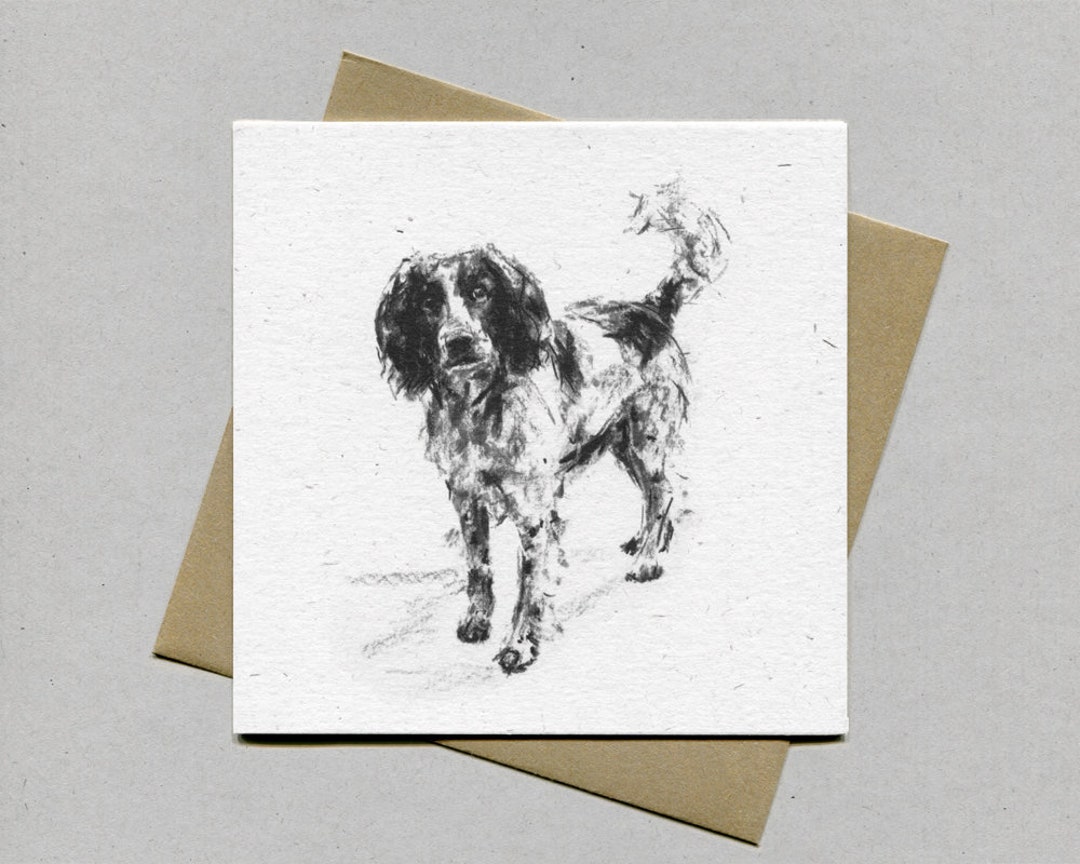 Standing Springer Spaniel, Spaniel Greetings Card - Springer Spaniel ...