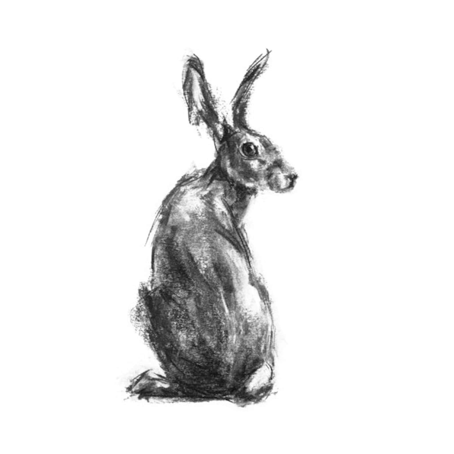Hare Drawing Print Hare Fine Art Print Fine Art Animal - Etsy