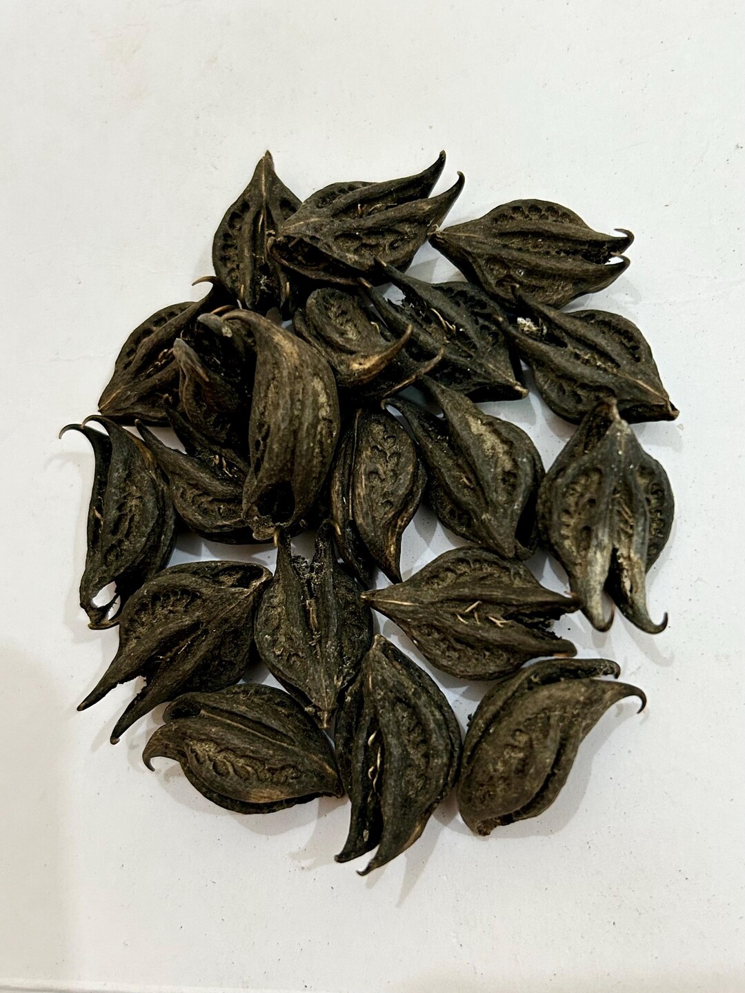 Raw Herbs Dried Bichhu Phal Bicchu Fal Biccho Phal Kaknasa Martynia ...