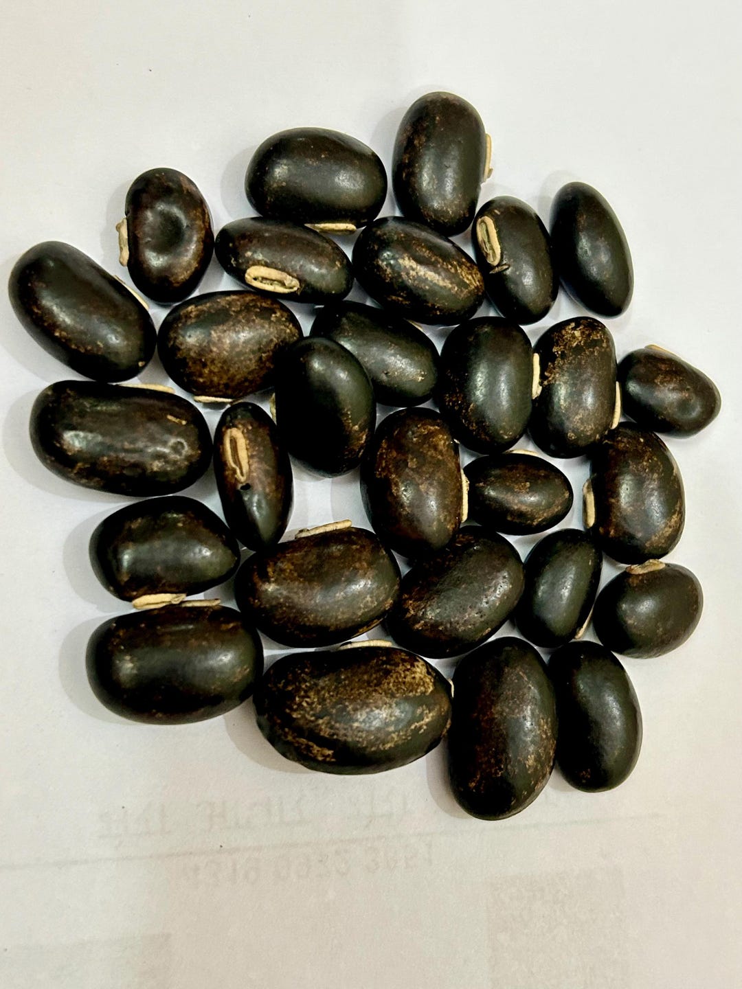 Black Kaunch Seeds,mucuna Pruriens,kaunch Seeds,cowhage, Velvet Bean ...