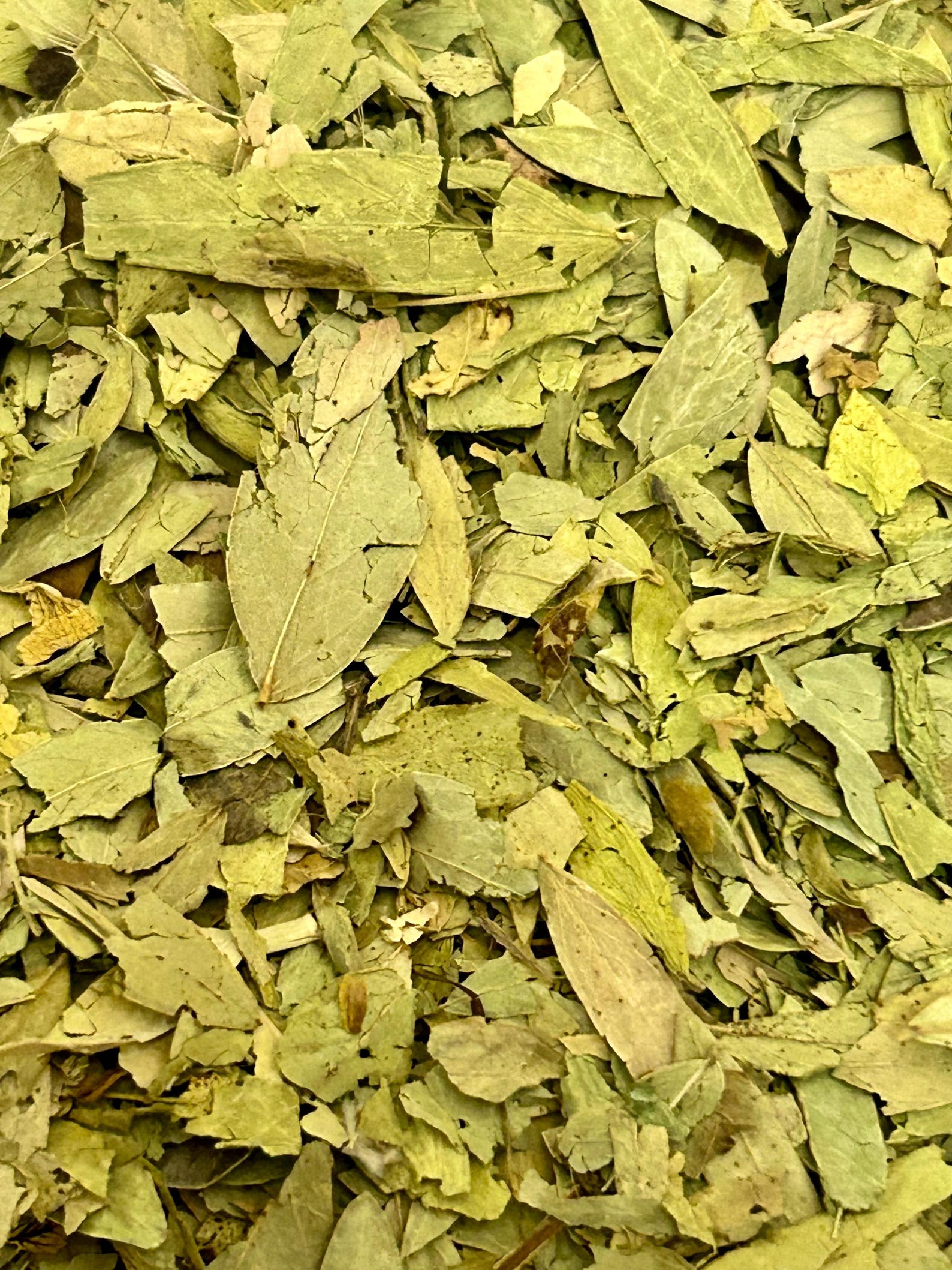 Senna Patta Powder,sonamukhi Leaves Leafs,sanay Senna Sona Patta,sanay ...
