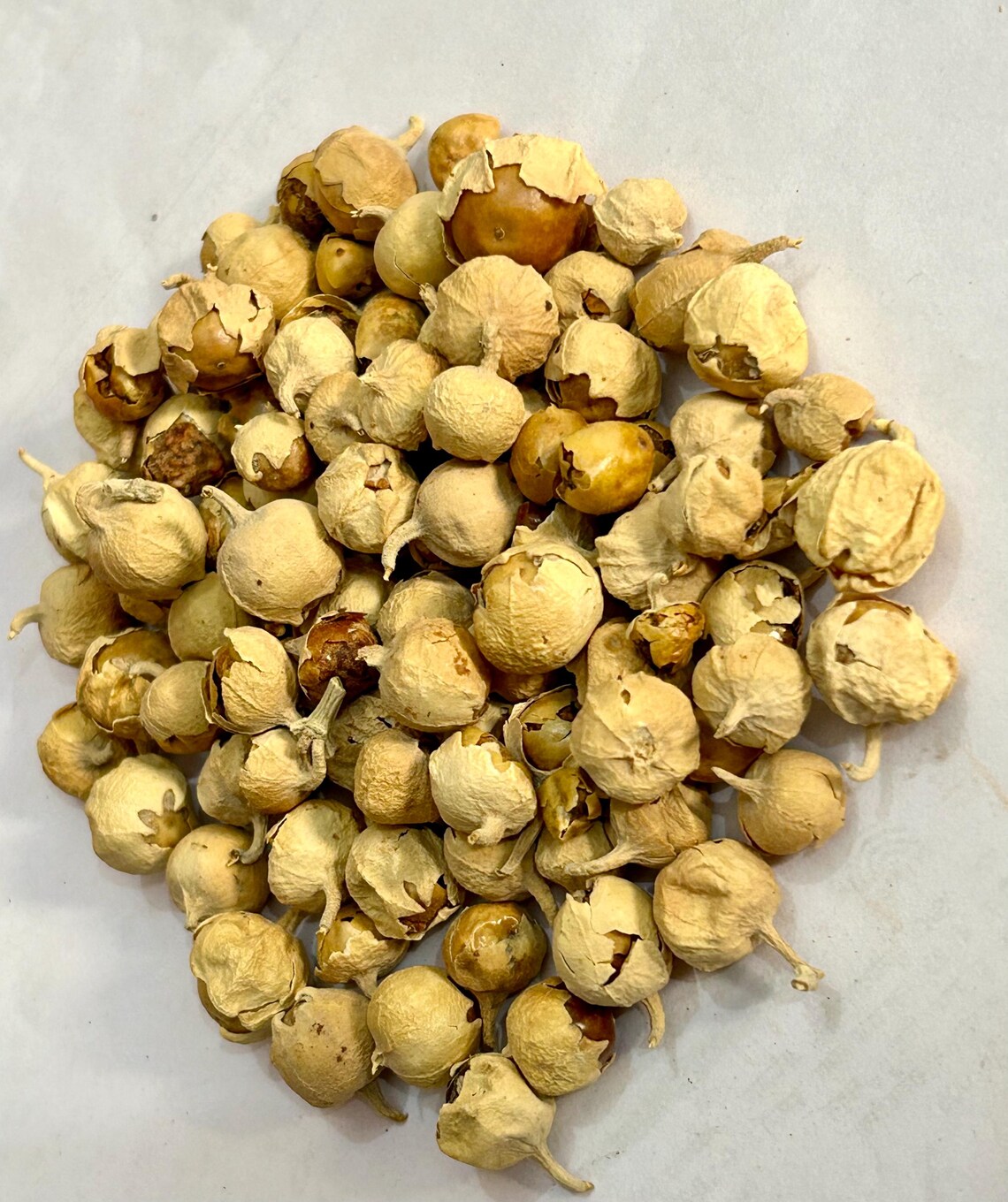 Paneer Dodi Whole,paneer Doda Whole,withania Coagulans,indian Rennet ...