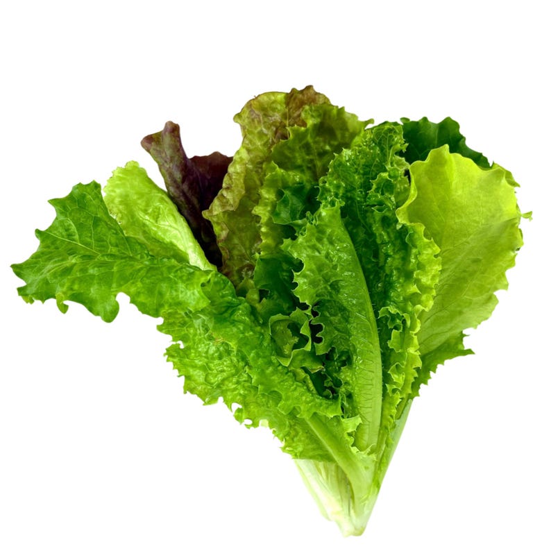 Lettuce Mix Seedlings: Ready-to-plant, Starts, Starters, Garden Ready ...