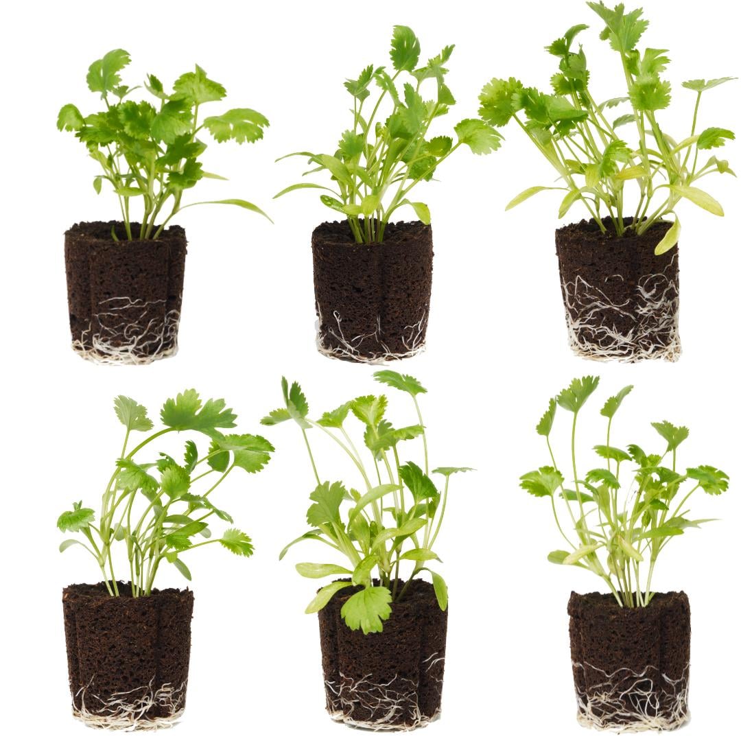 Cilantro Seedlings: Ready-to-plant, Starts, Starters, Plugs, Garden ...