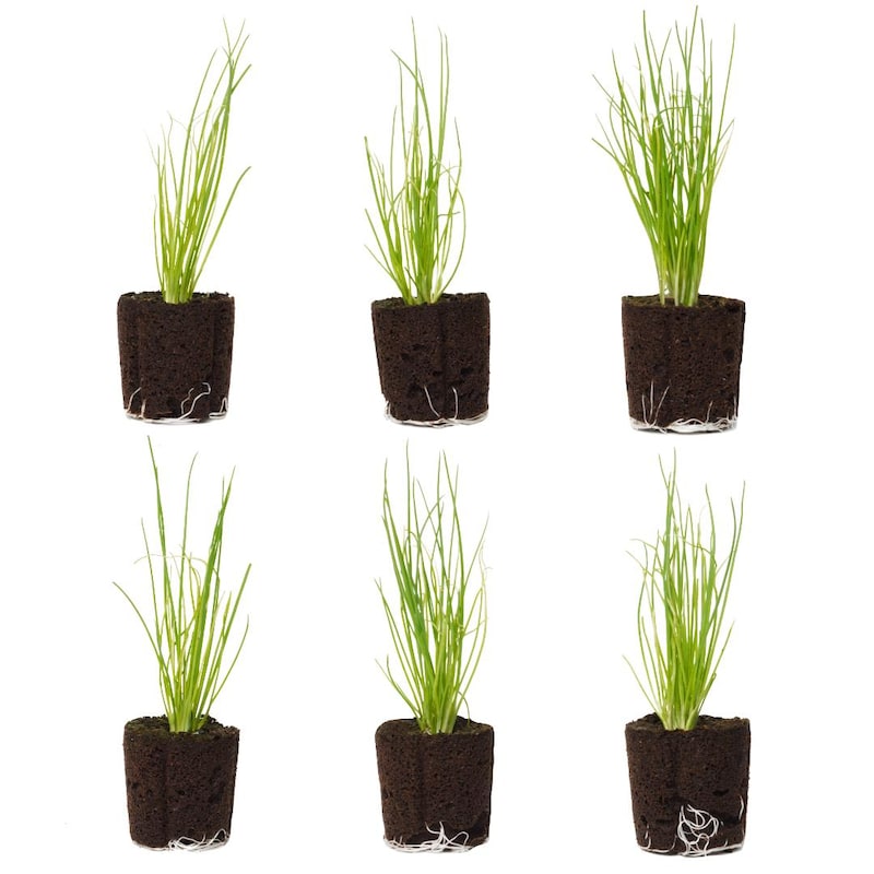 Onion Starter Sets - Etsy