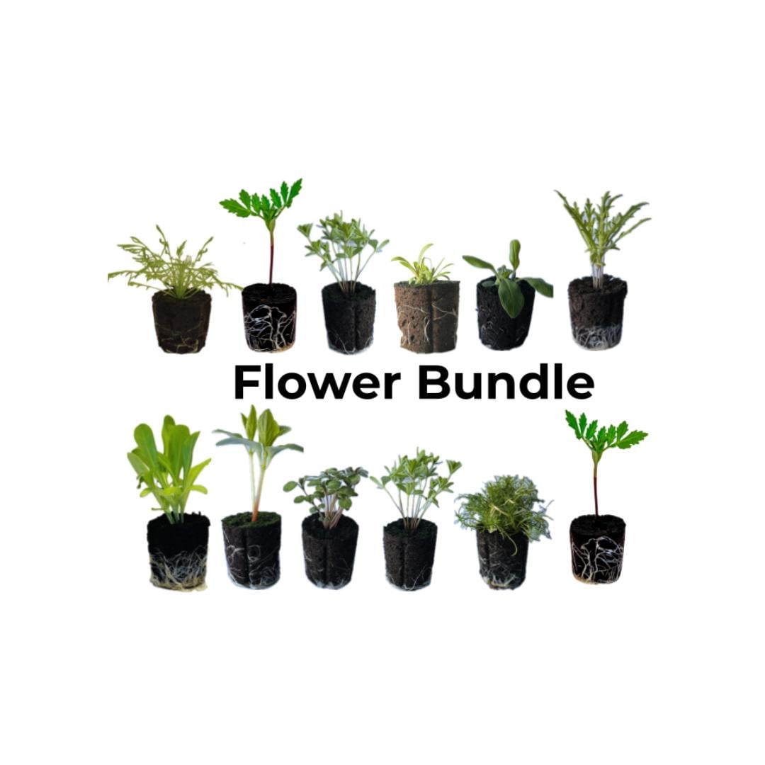 Flower Bundle: Ready-to-plant Seedlings, Starts, Plugs, Garden Ready ...
