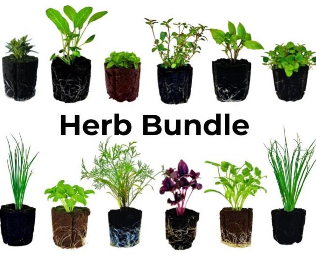Herb Bundle: Ready-to-plant Seedlings, Starts, Plugs, Garden Ready ...