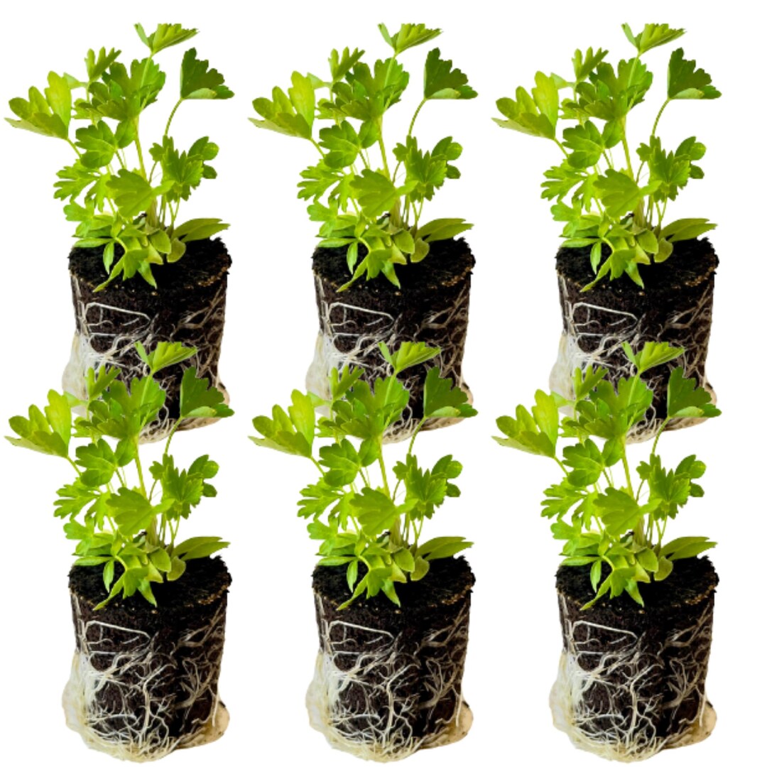 Parsley Seedlings: Ready-to-plant, Starts, Starters, Plugs, Garden ...