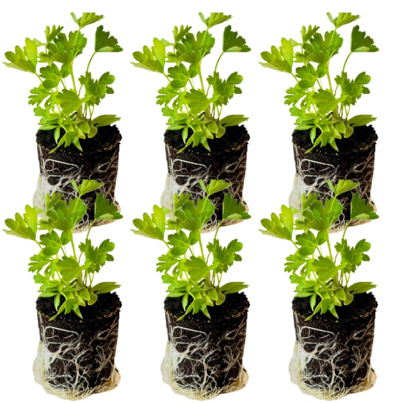Parsley Gifts - 60+ Gift Ideas for 2026