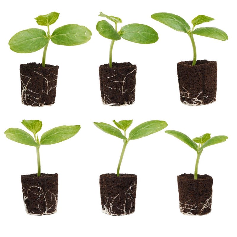 Bulb Plant Gifts - 60+ Gift Ideas for 2026