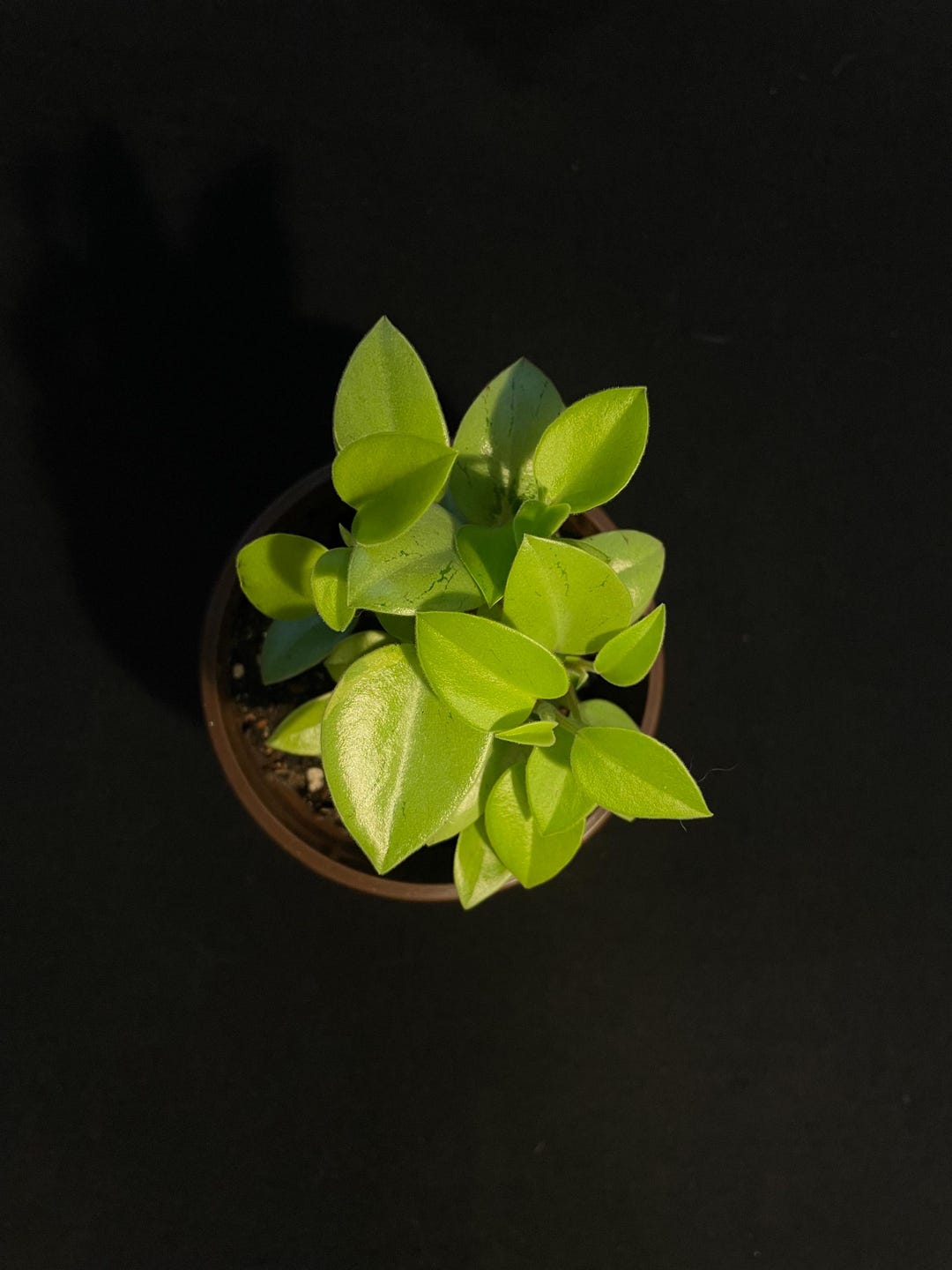 Peperomia Orba 'pixie Lime' - Etsy
