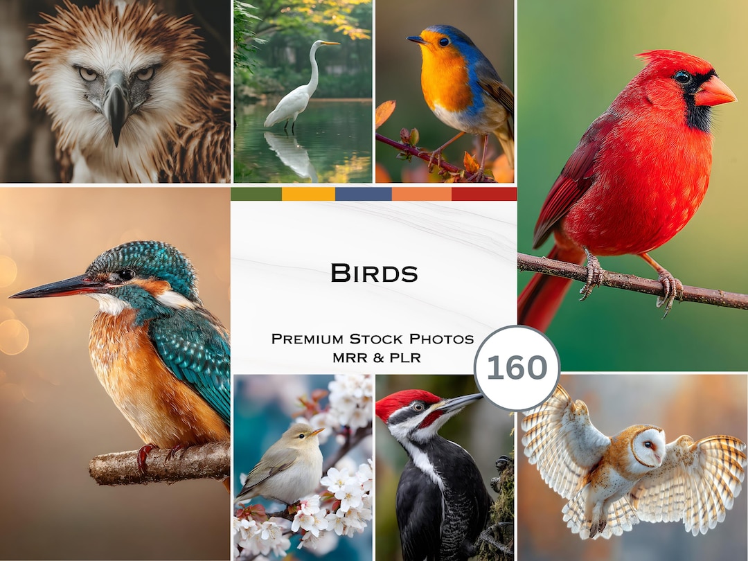Birds Stock Photos Nature Wildlife Aesthetic Photos Faceless Marketing ...