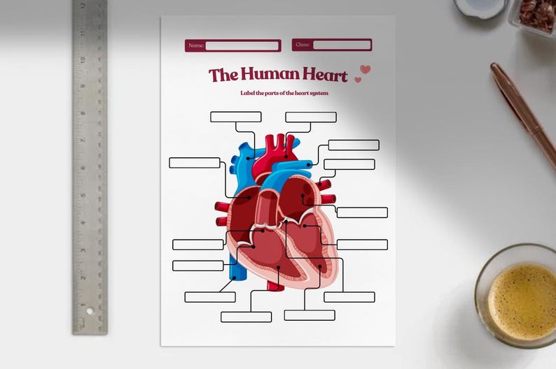 Human Heart Anatomy Bundle | Printable Posters + Worksheets | Biology ...