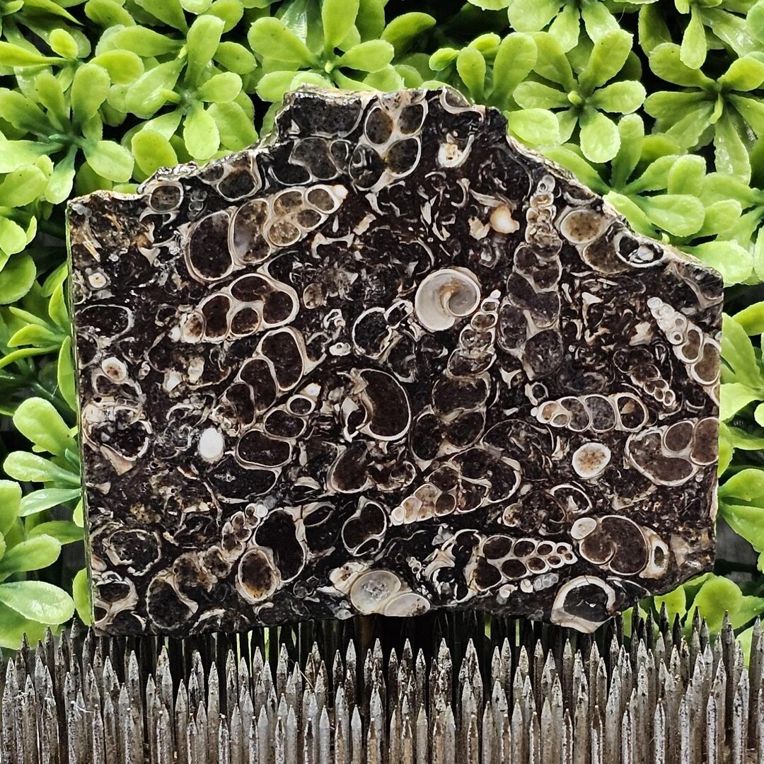 Turritella Stone Rough Lapidary Slab Unpolished - Etsy
