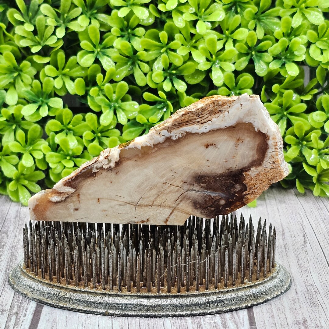Petrified Wood - Limb Cast - Rough Lapidary Slab - Unpolished - Etsy