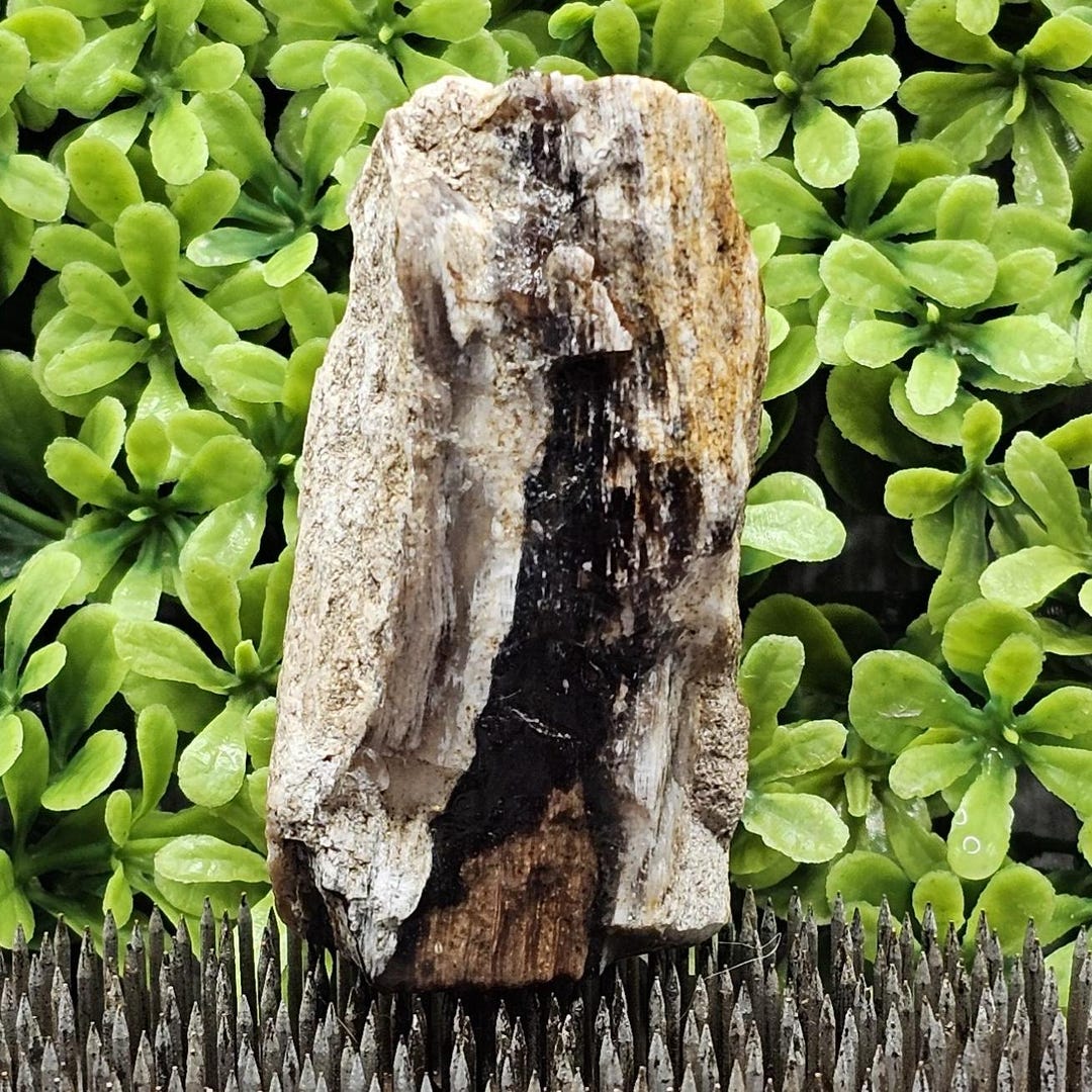 Petrified Wood Limb Cast Rough Lapidary Slab Unpolished - Etsy