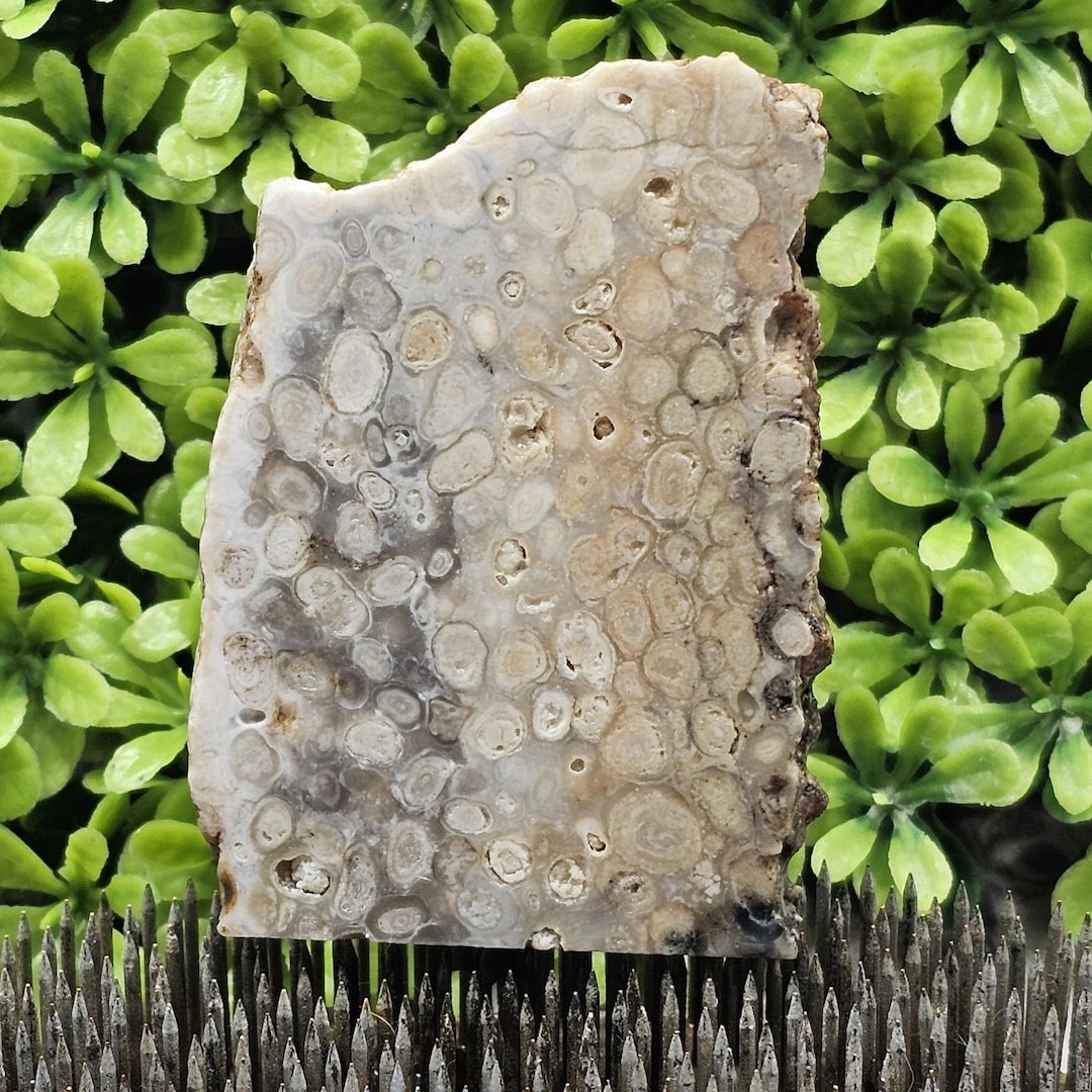 Oolite/egg Stone - Rough Lapidary Slab - Unpolished - Etsy