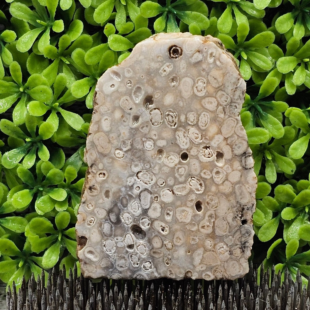 Oolite/egg Stone Rough Lapidary Slab Unpolished - Etsy