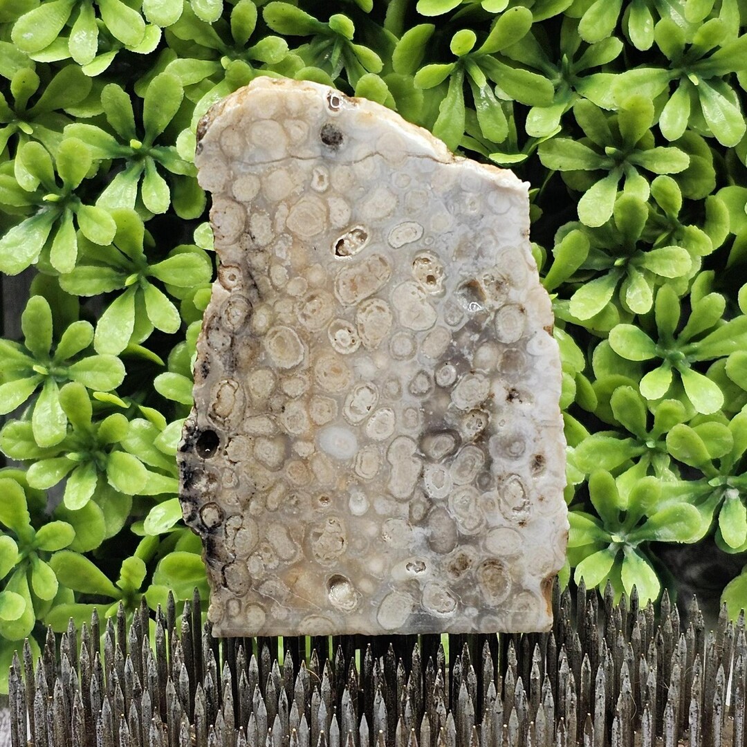 Oolite/egg Stone - Rough Lapidary Slab - Unpolished - Etsy