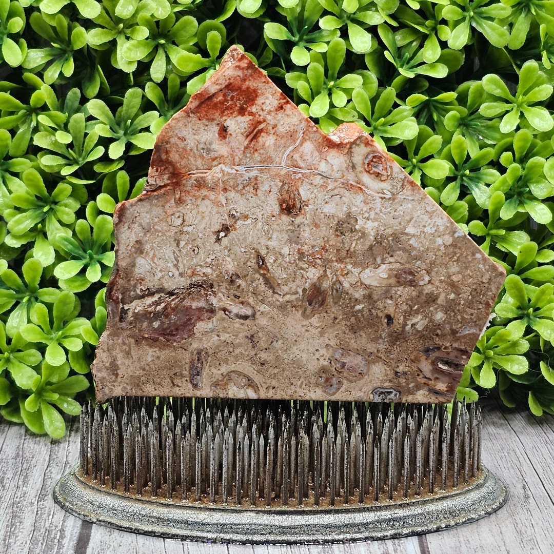 Indonesian Agatized Palm Wood Rough Slab - Etsy