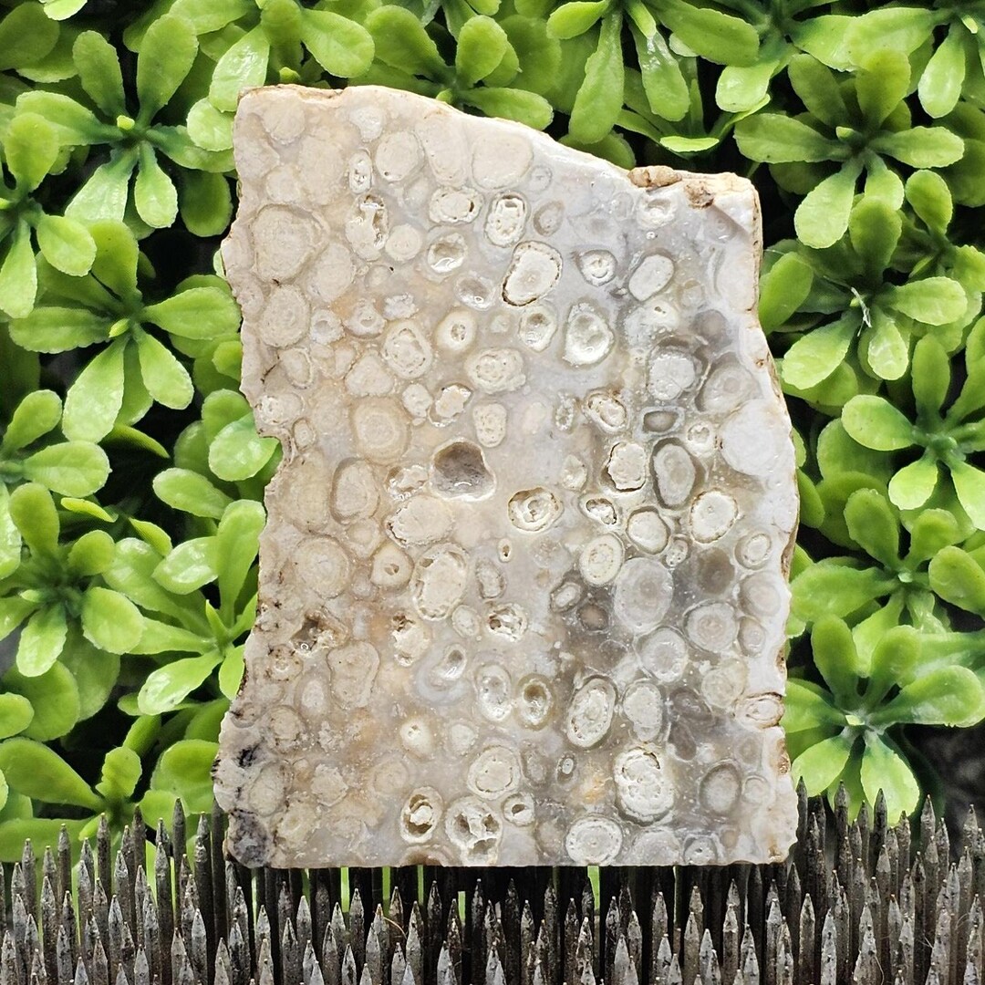 Oolite/egg Stone - Rough Lapidary Slab - Unpolished - Etsy