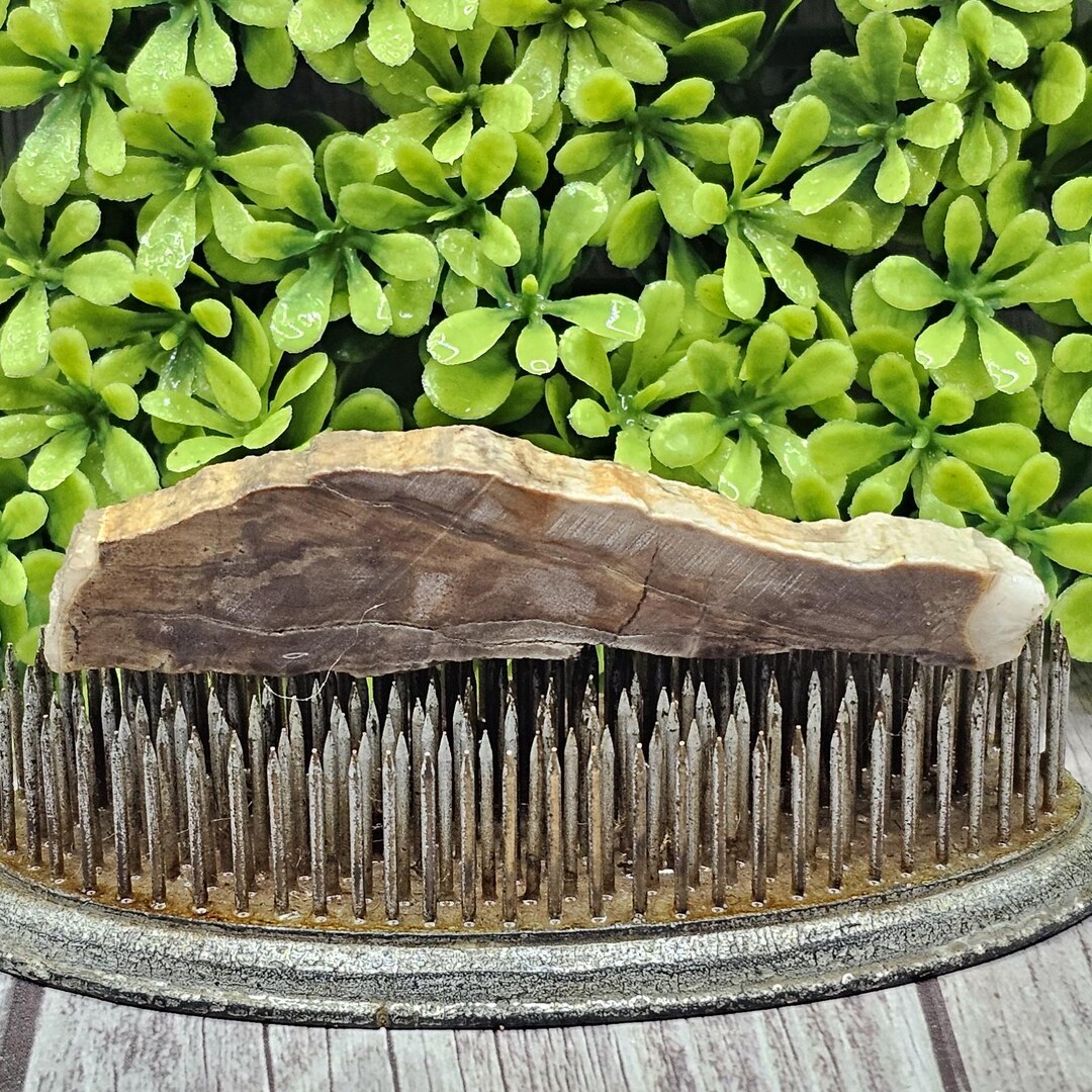 Opalized Petrified Wood Limb Cast - Unpolished - Etsy
