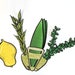 Sukkot Crafts Full Color Bundle LULAV and Etrog Set Plus - Etsy